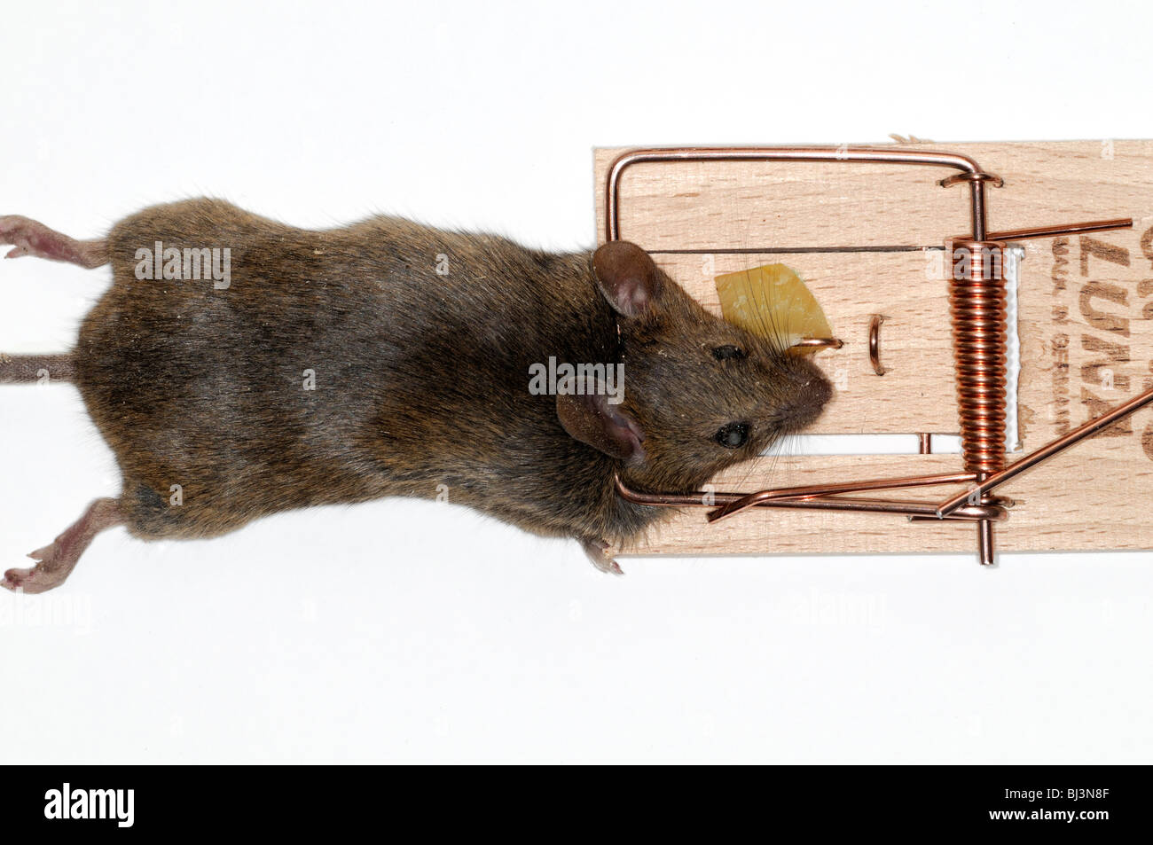 dead mouse caught in a spring mouse trap plain background cheese bait ...