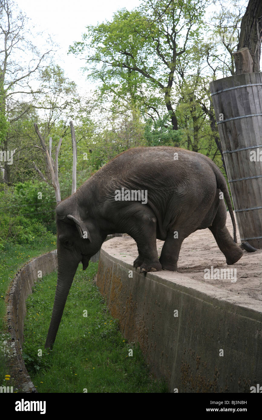 Elephant in the zoo, Berlin, Germany Stock Photo - Alamy