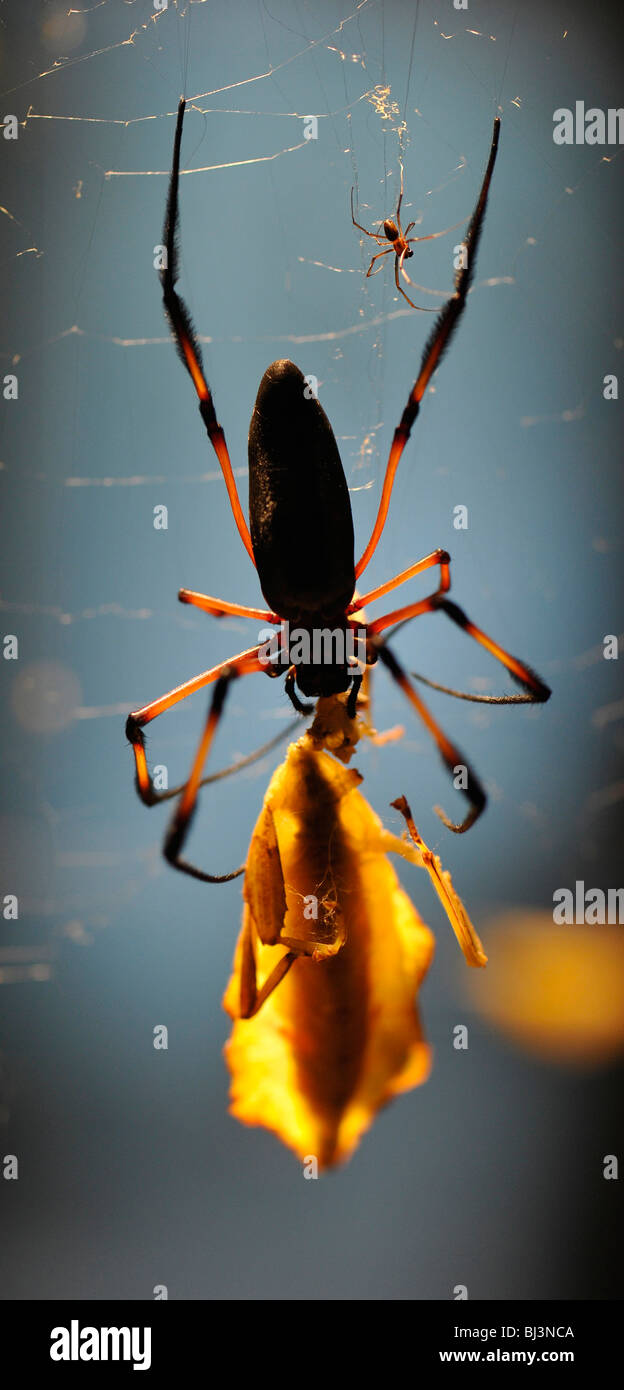 Female spider eats male hi-res stock photography and images - Alamy