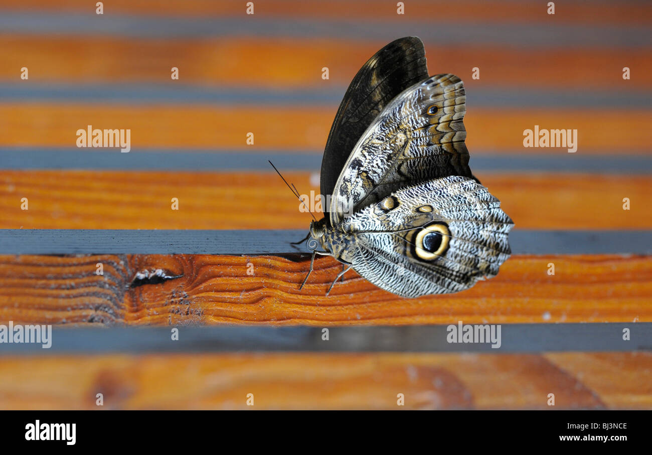Owl butterfly (Caligo eurilochus), South America, Central America Stock ...