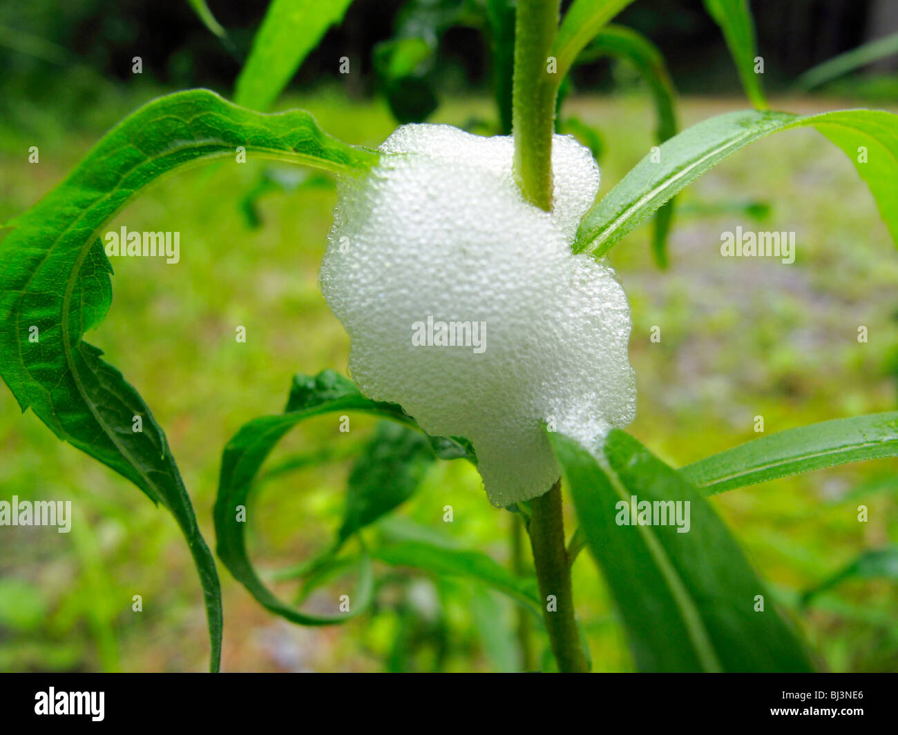 Froghopper or spittlebug or spit bug nest made of frothed-up plant sap ...