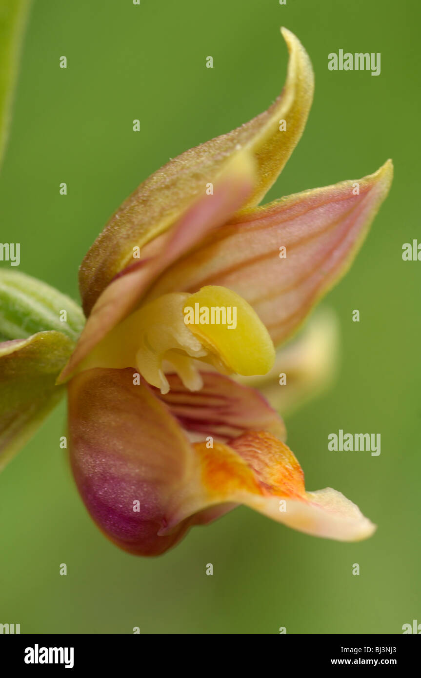 Epipactis gigantea hi-res stock photography and images - Alamy