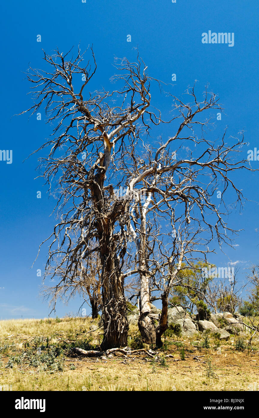 Australian outback country hi-res stock photography and images - Alamy