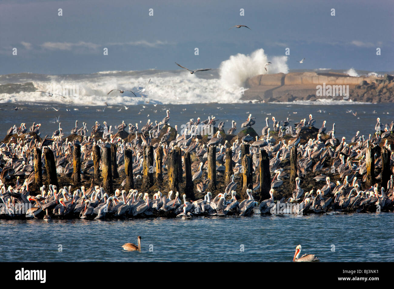 Pelecanus occidentalis beaches hi-res stock photography and images - Alamy