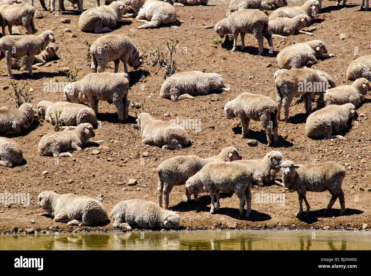 Sheep Grazing Drought Stricken Land Outback Australia // OUTBACK ...