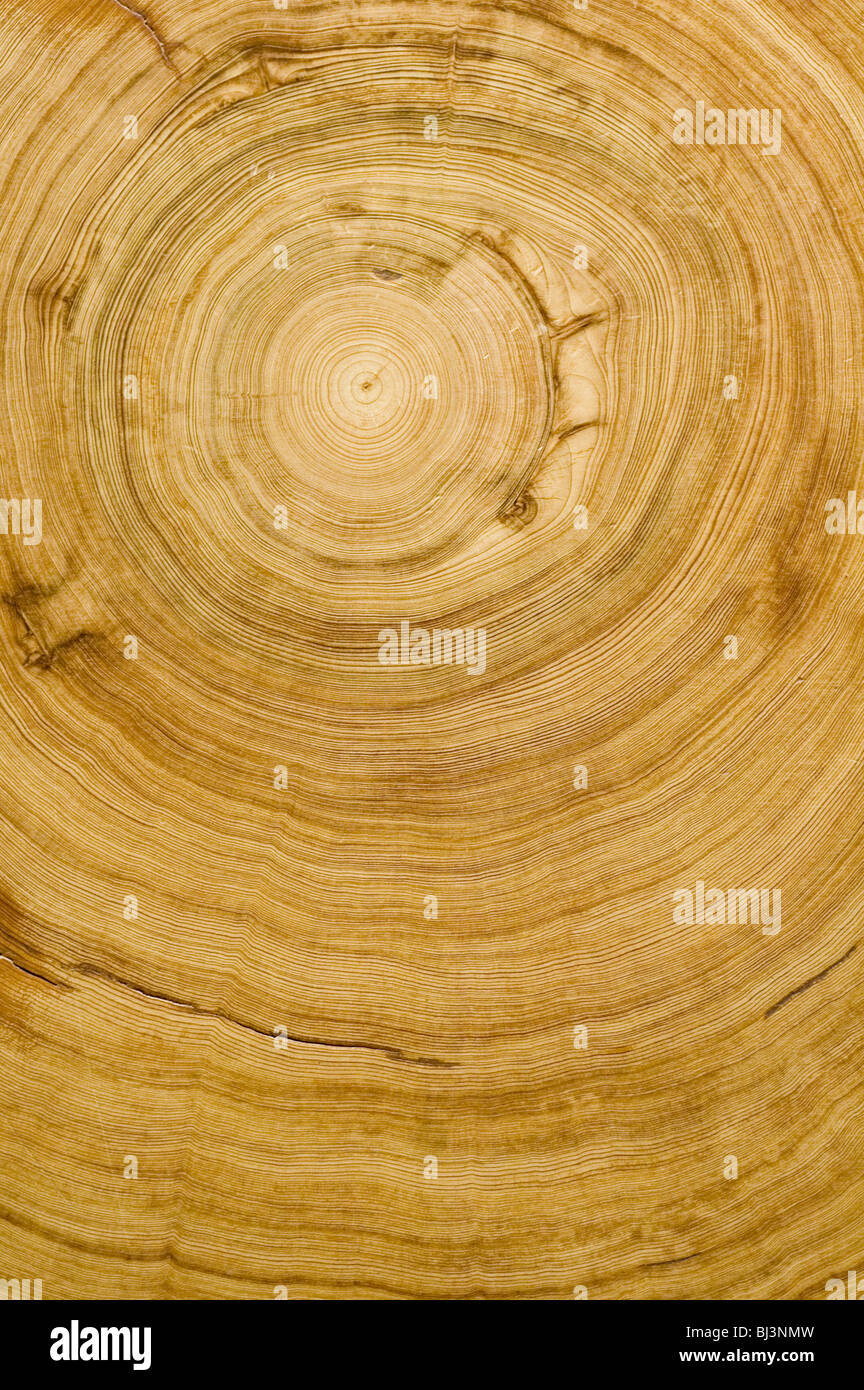 Cut Log, Woodgrain background texture Stock Photo - Alamy Cut Log, Woodgrain background texture Stock Photo - Alamy