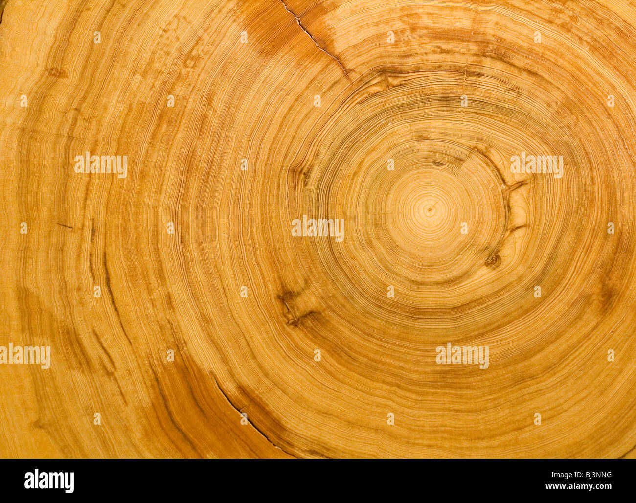 Wood rings hi-res stock photography and images - Alamy