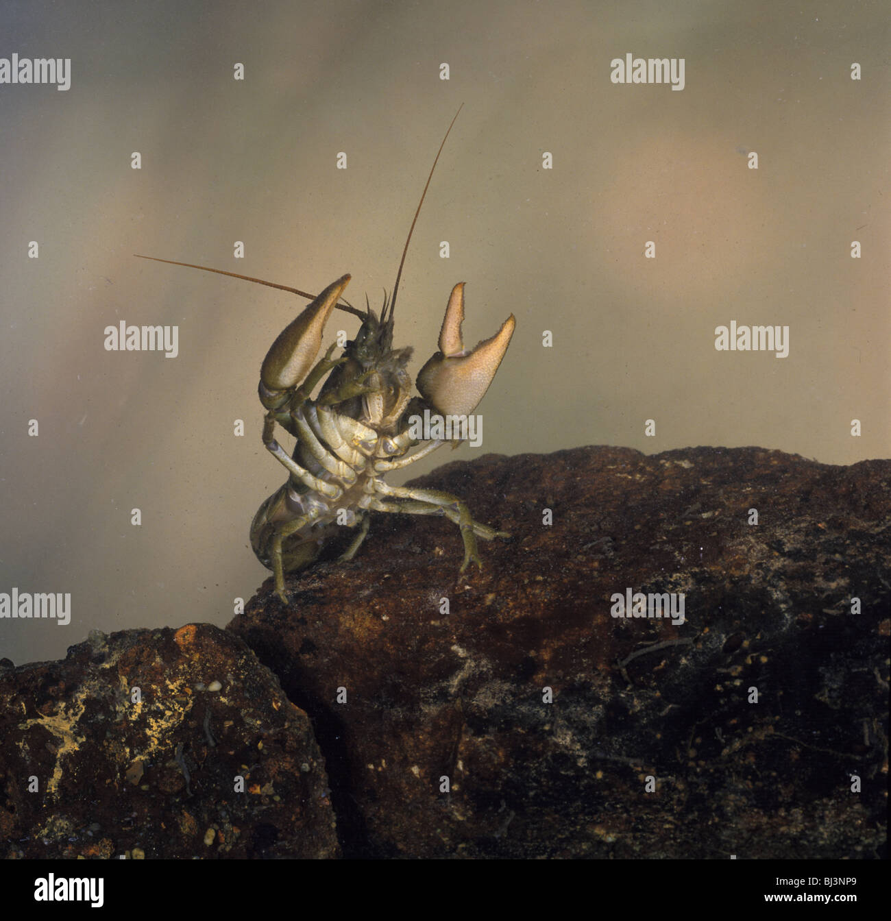 Atlantic Stream Crayfish (Austropotamobius pallipes Stock Photo - Alamy
