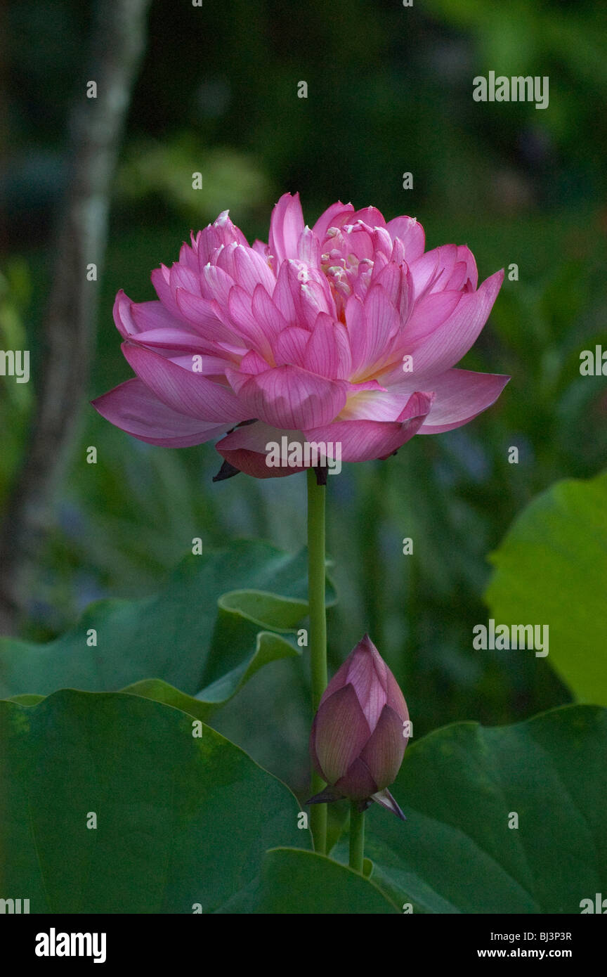 Stages of lotus flower hi-res stock photography and images - Alamy