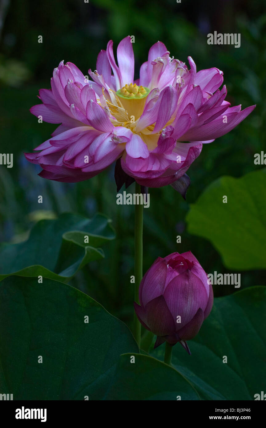 ONe of a series of images showing a lotus flower at various stages of ...
