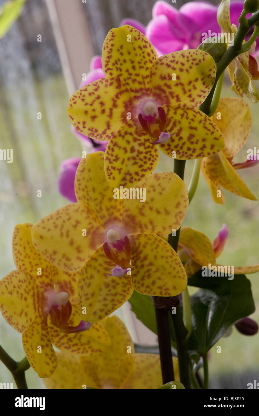 Yellow Phalaenopsis Orchids High Resolution Stock Photography and ...