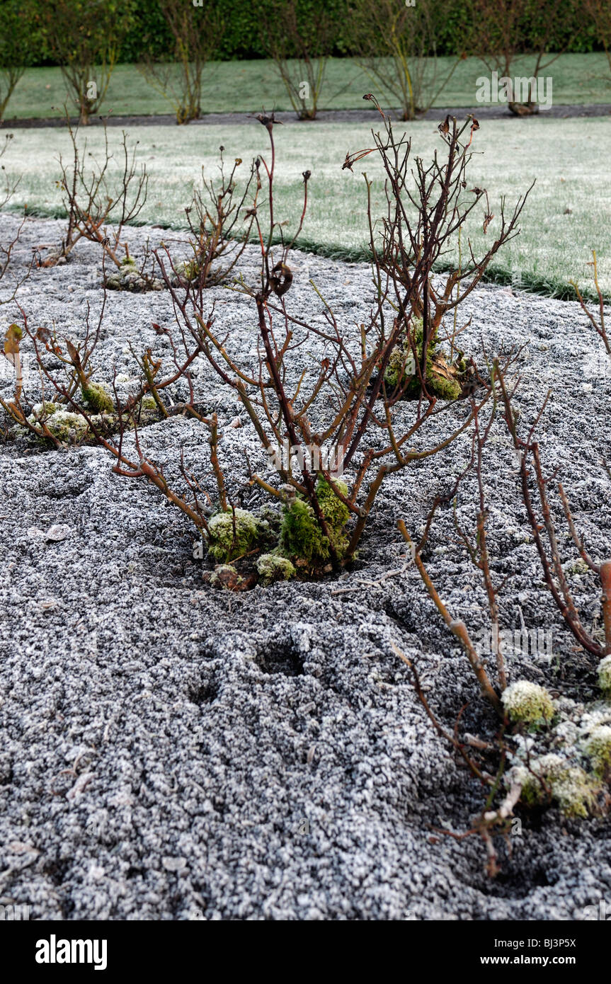 frost covered cover hoar rose flower bed winter garden hard conditions ...