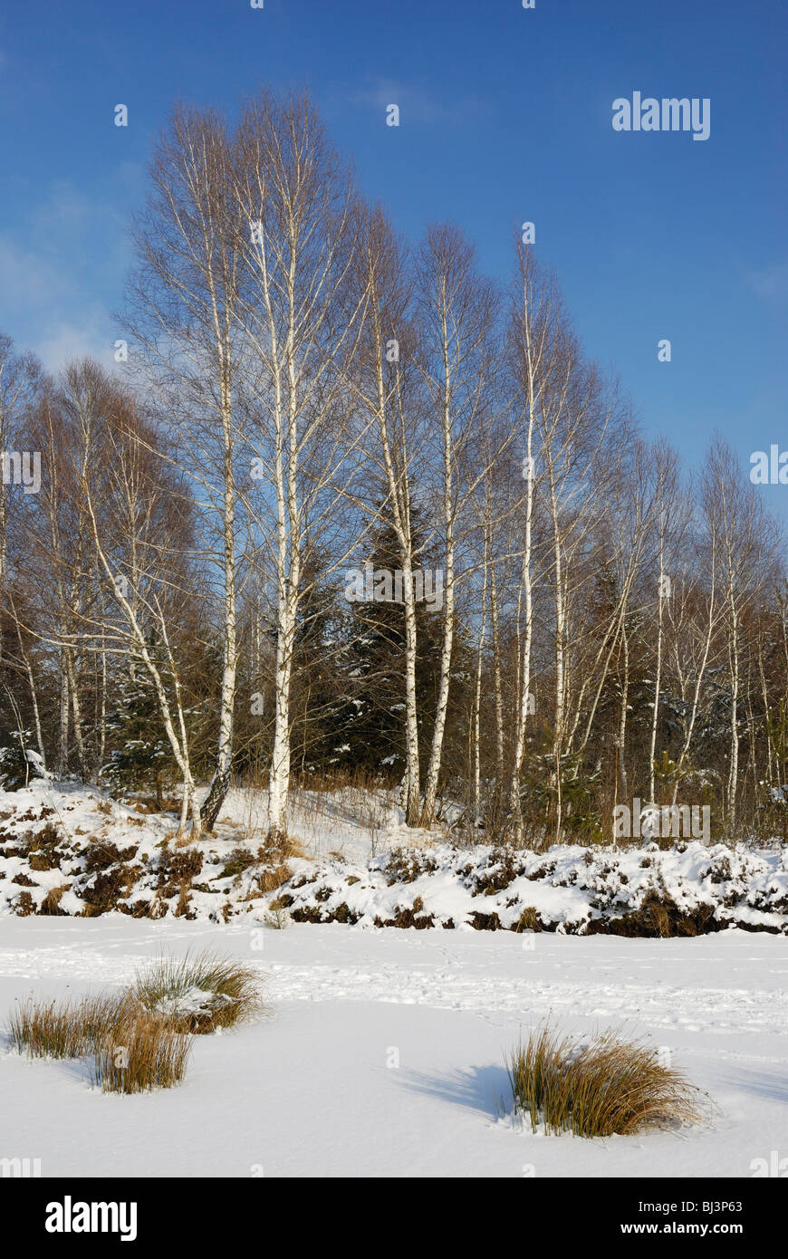 Birch grove (Betula pubescens) in a snowy moor landscape ...