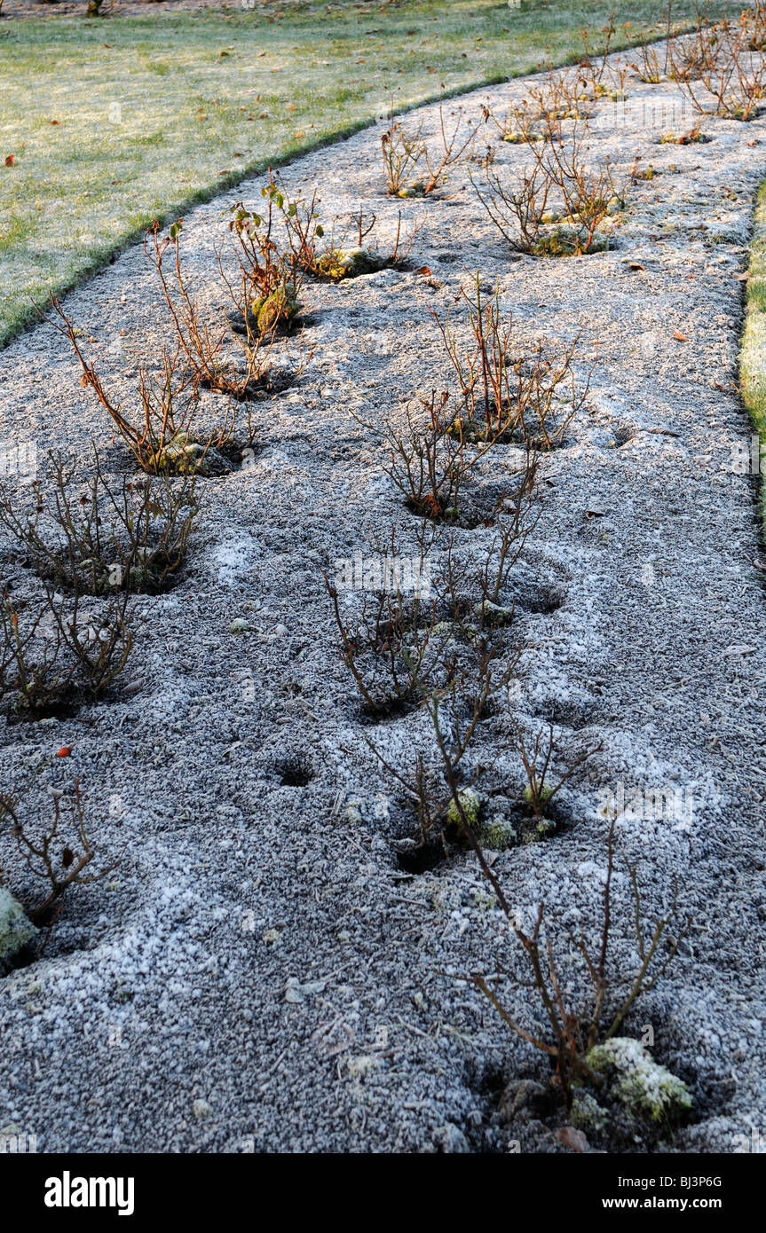 frost covered cover hoar rose flower bed winter garden hard conditions ...