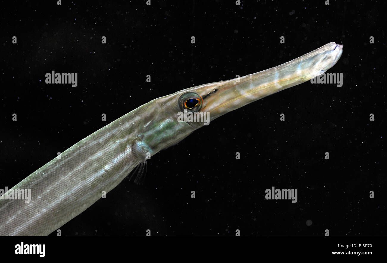 Trumpet fish hi-res stock photography and images - Alamy
