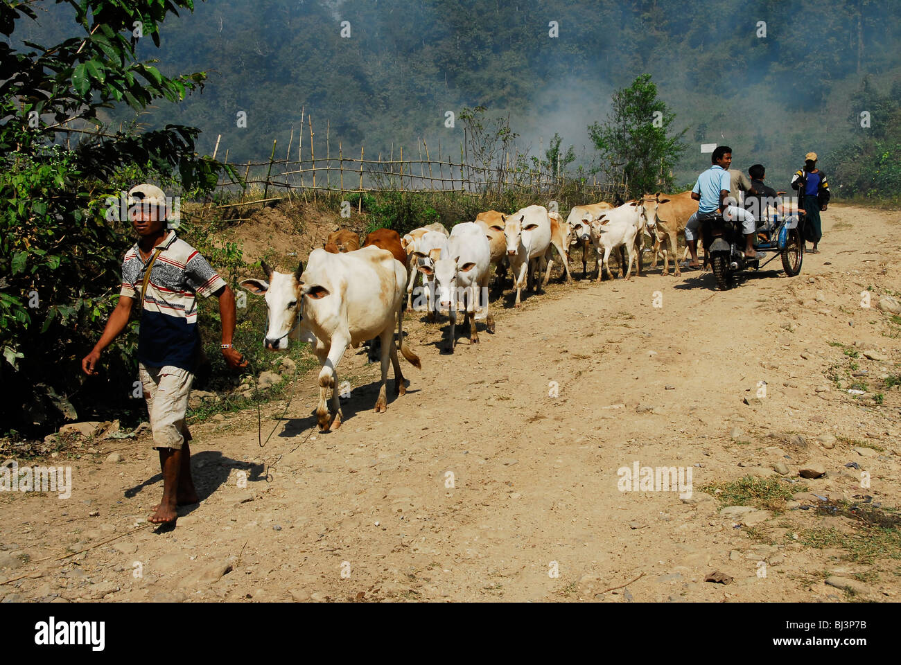 karen refugee with his cattle ,mae la refugee camp(thai burmese border ...