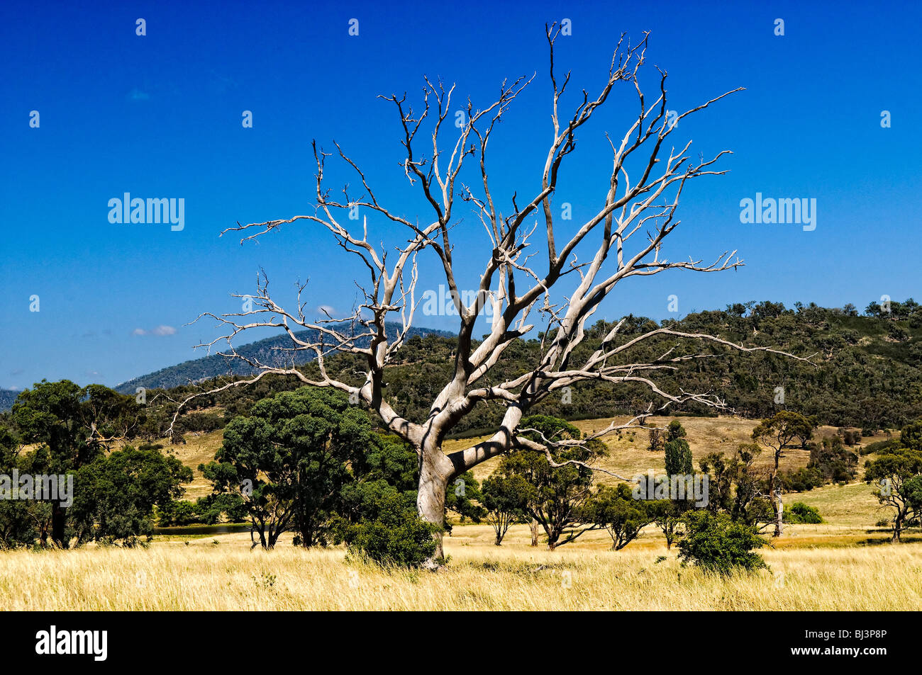 Australian outback landscape blue sky hi-res stock photography and ...