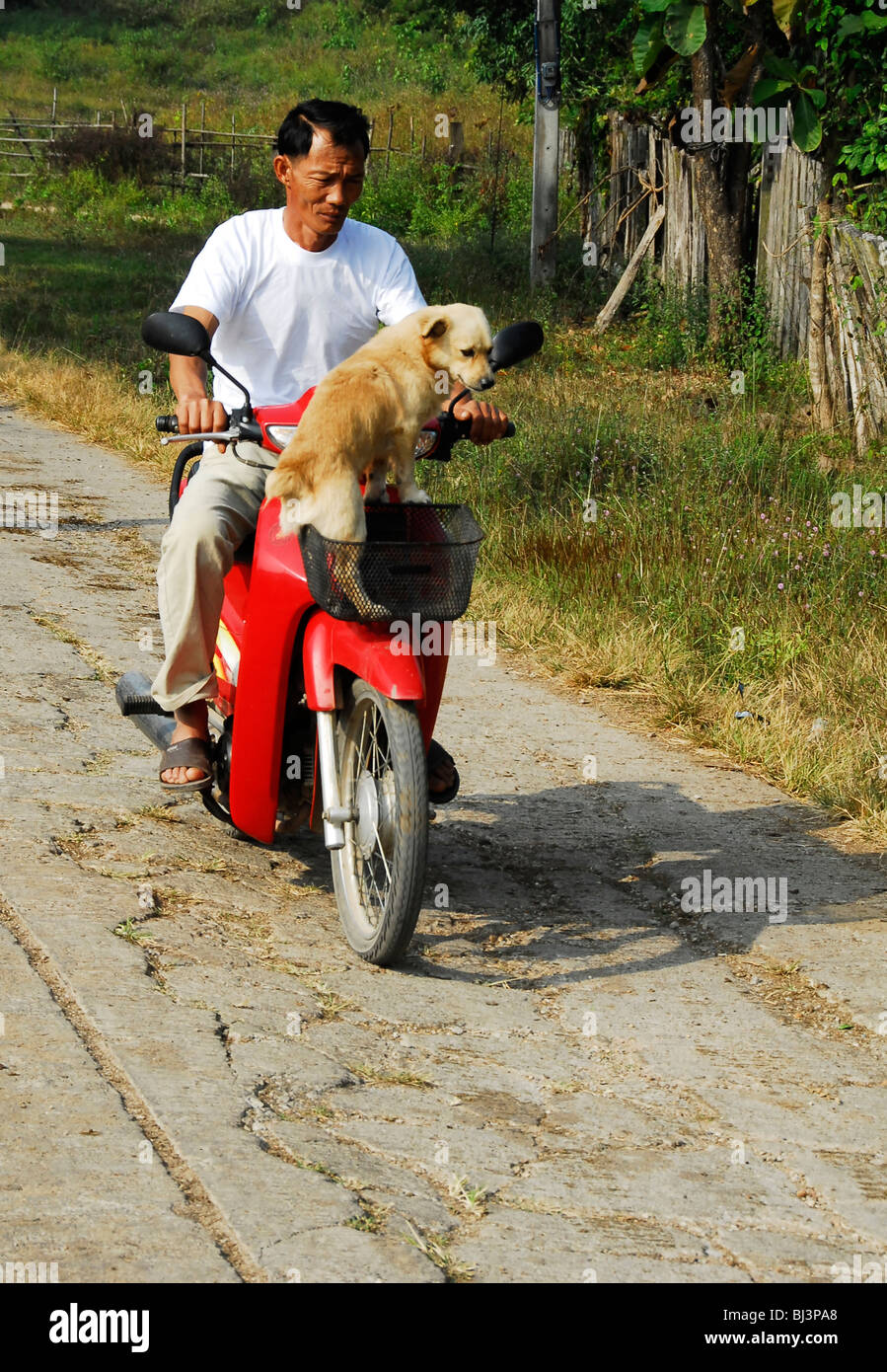 Thai poodle hi-res stock photography and images - Alamy