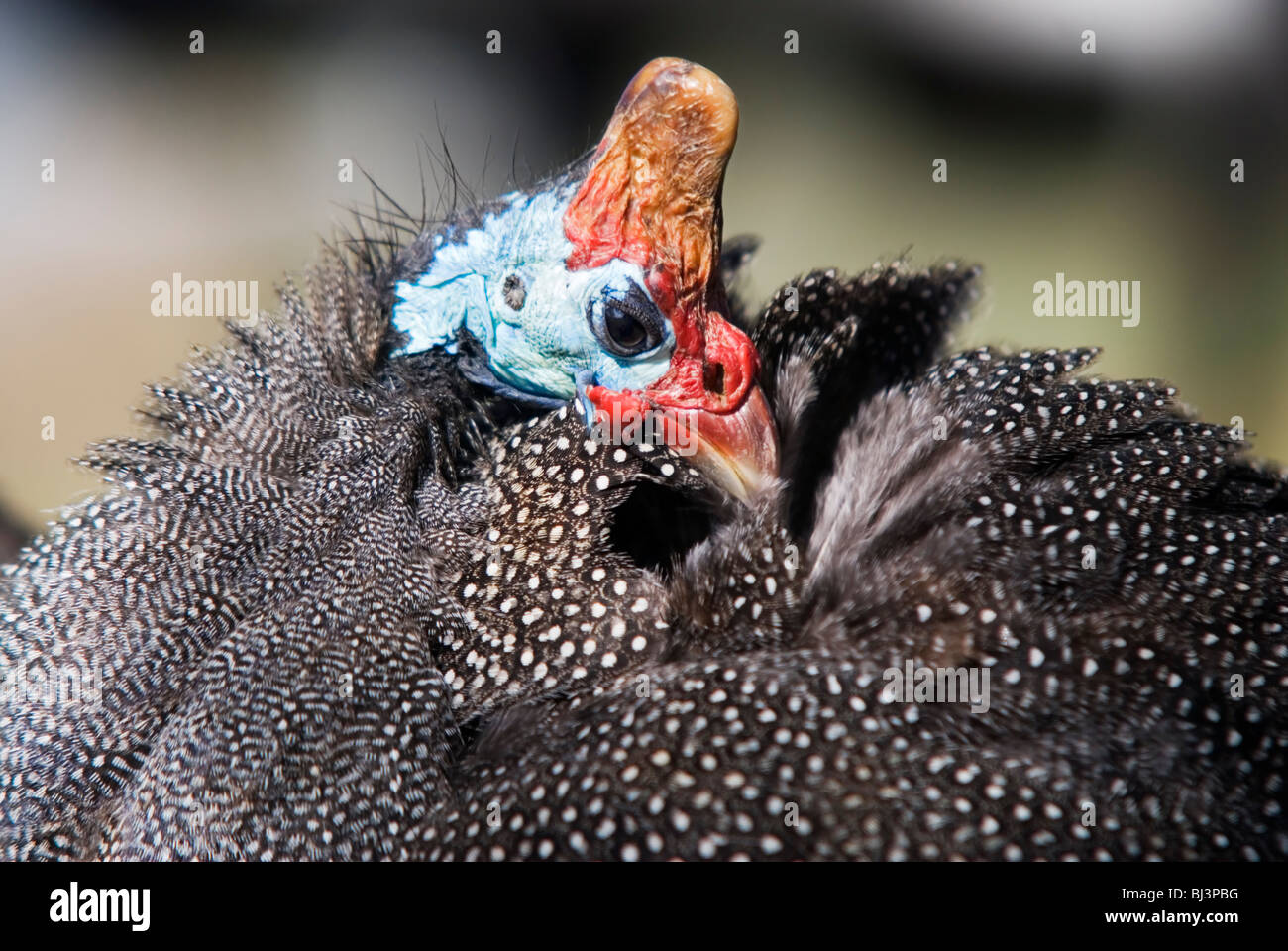 Tarentaal hi-res stock photography and images - Alamy