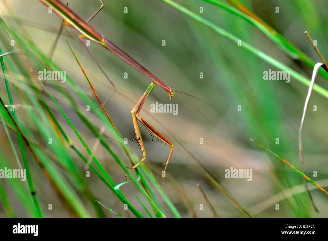 Insects of the jungle of Laos Stock Photo - Alamy