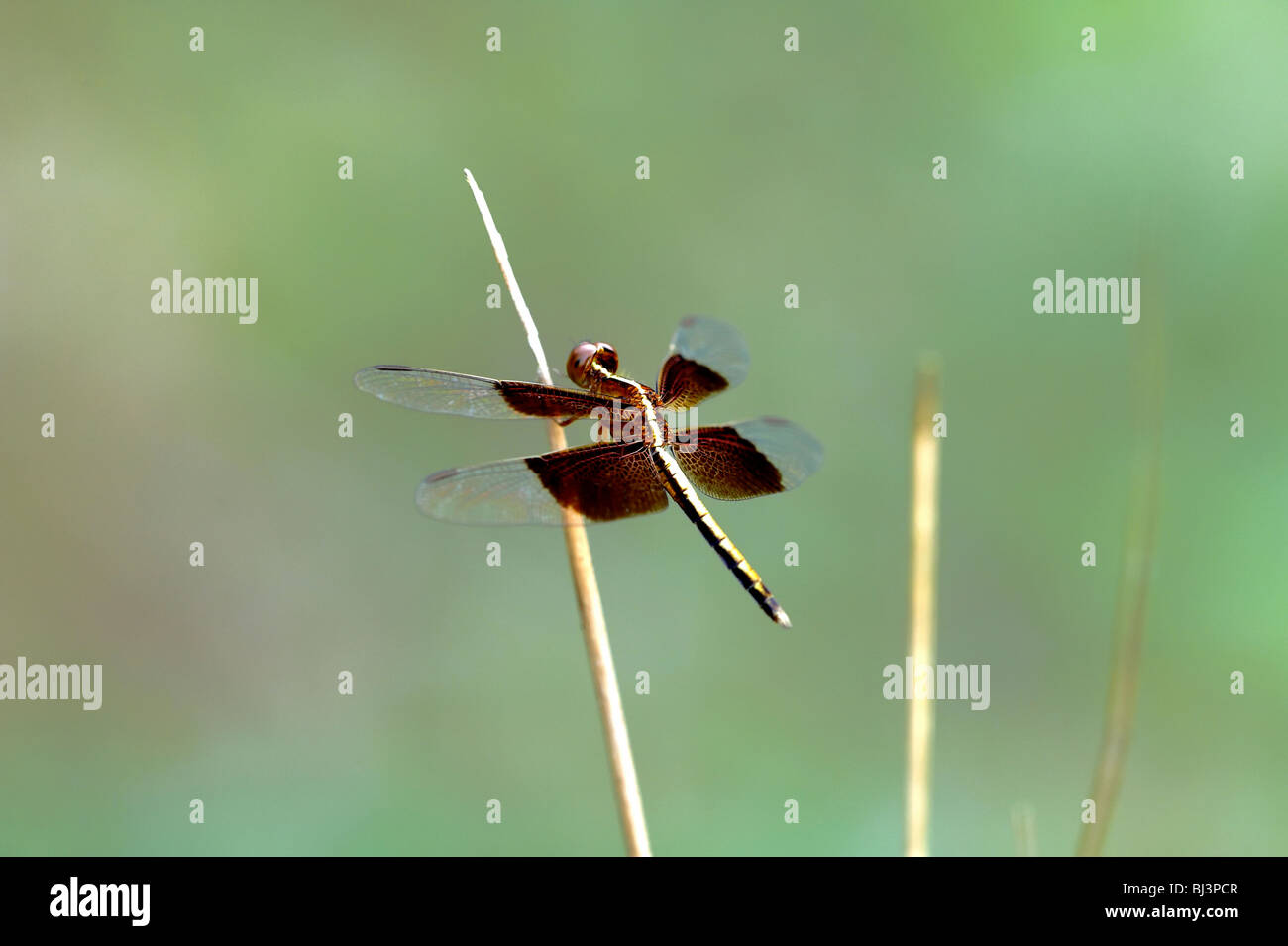 Insects of the jungle of Laos Stock Photo - Alamy
