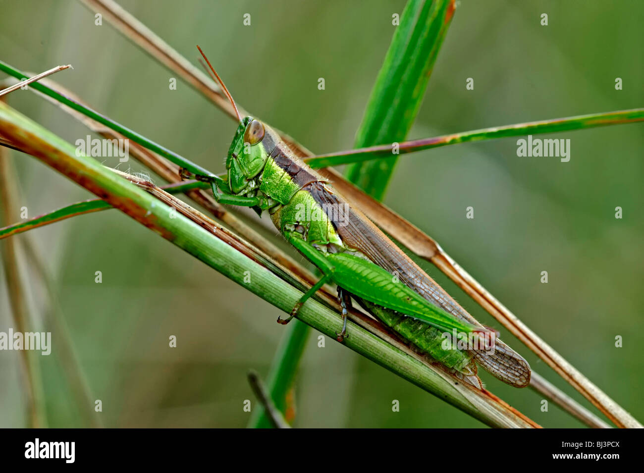 Insects of the jungle of Laos Stock Photo - Alamy