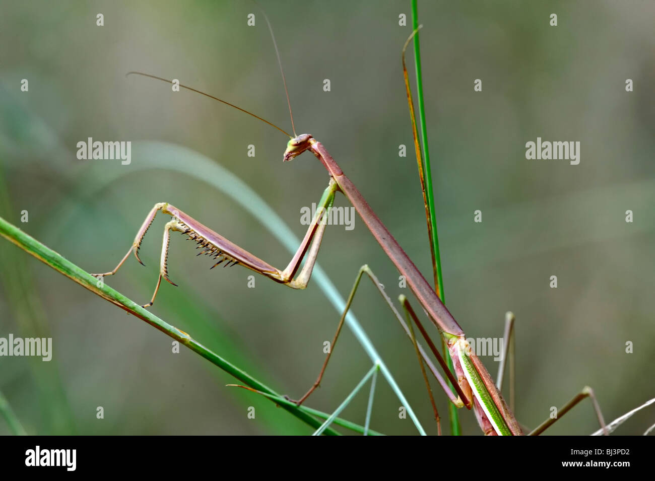 Insects of the jungle of Laos Stock Photo - Alamy