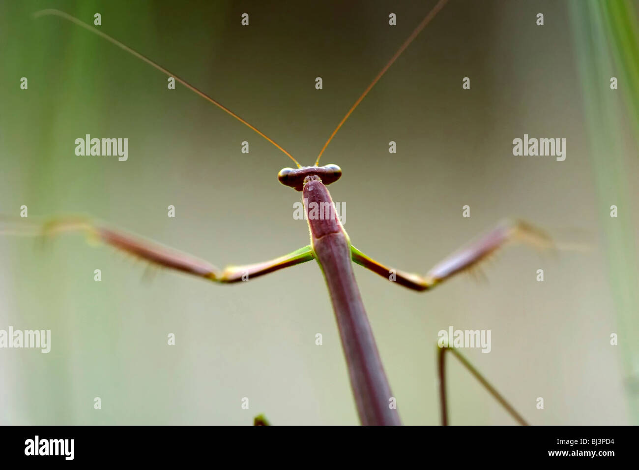 Insects of the jungle of Laos Stock Photo - Alamy