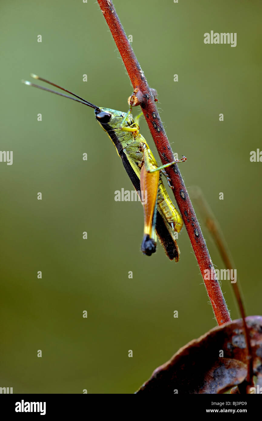 Insects of the jungle of Laos Stock Photo - Alamy