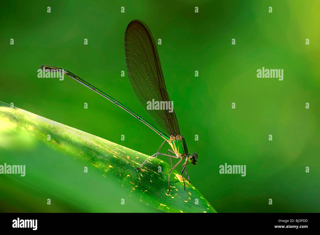 Insects jungle laos hi-res stock photography and images - Alamy