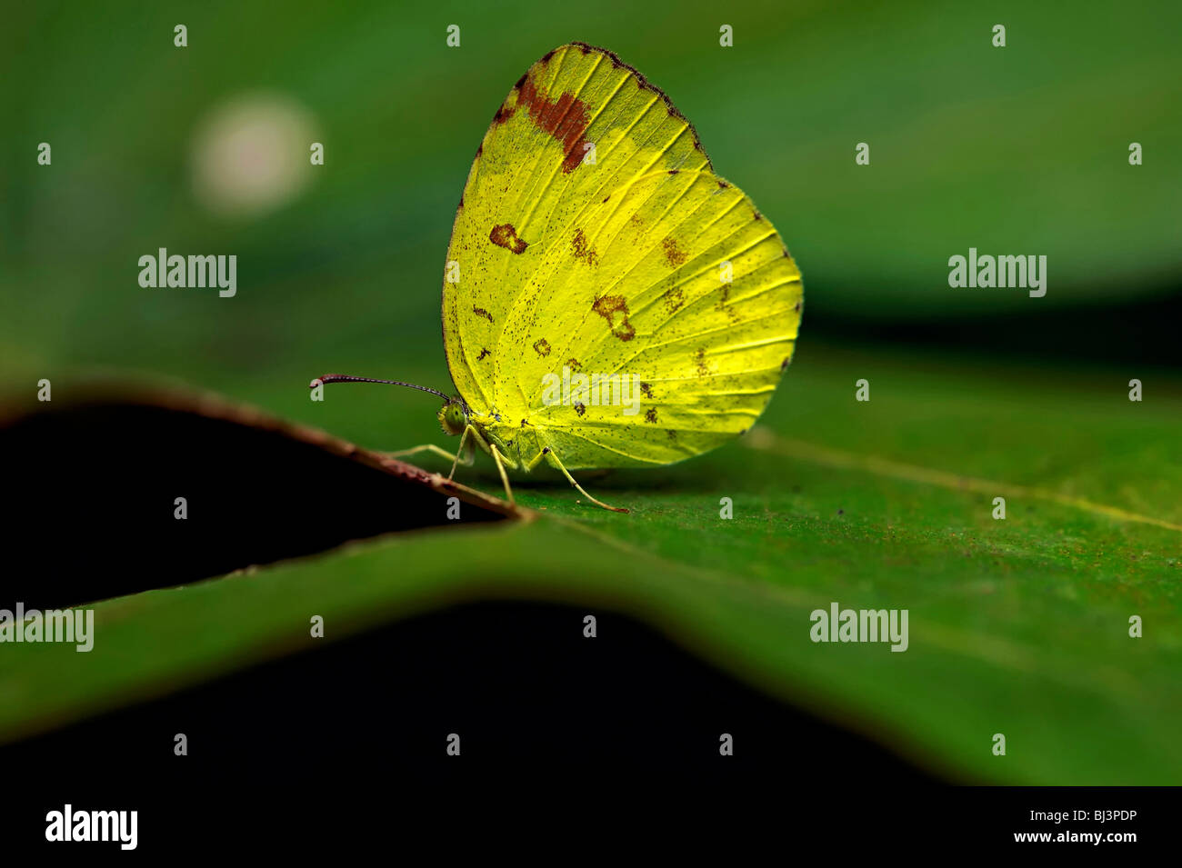 Insects jungle laos hi-res stock photography and images - Alamy