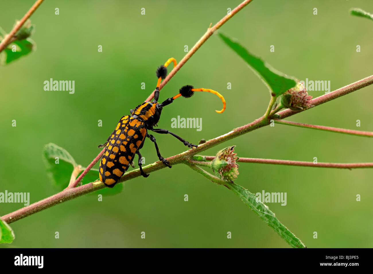 Insects of the jungle of Laos Stock Photo - Alamy