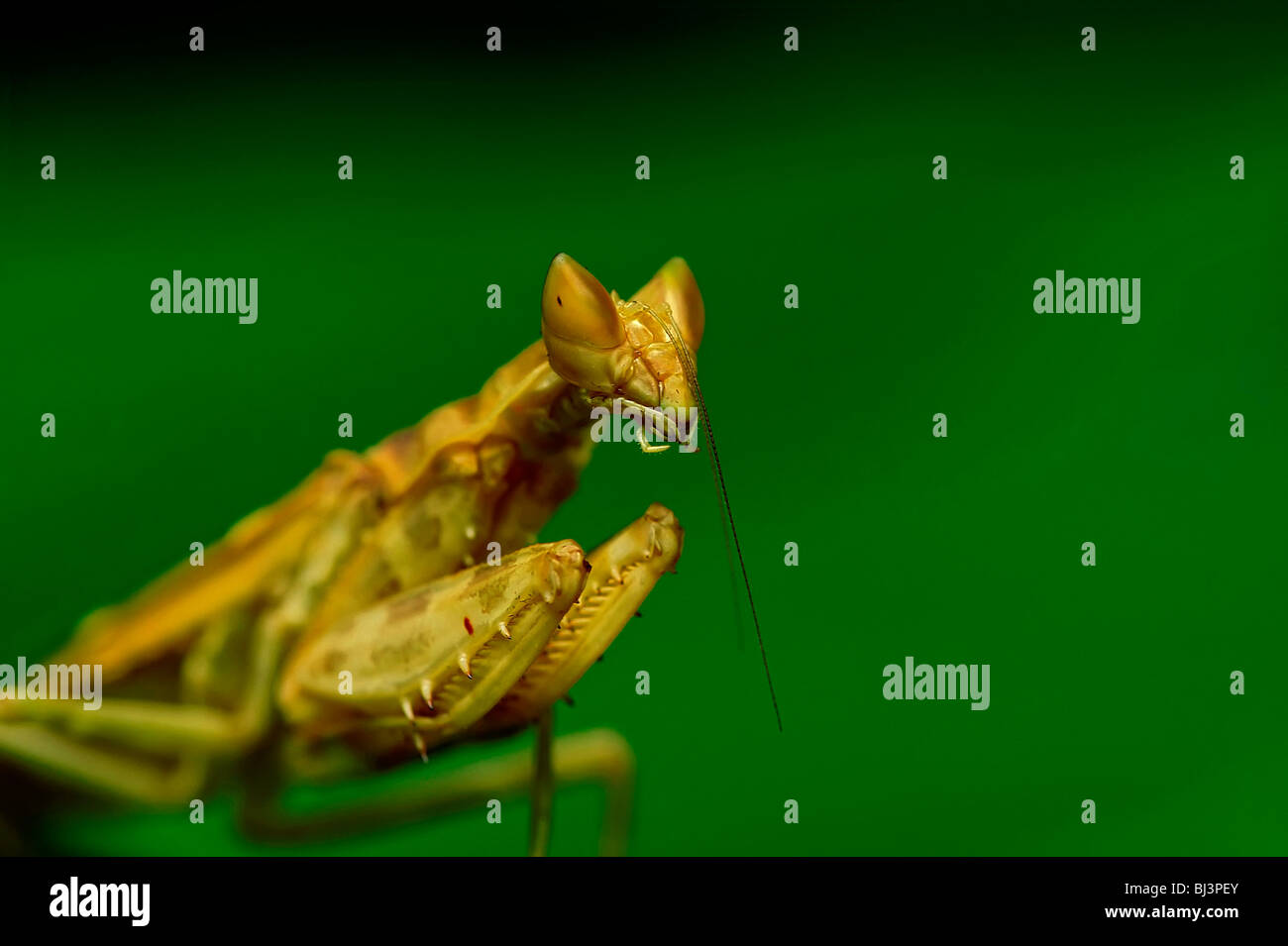 Insects of the jungle of Laos Stock Photo - Alamy