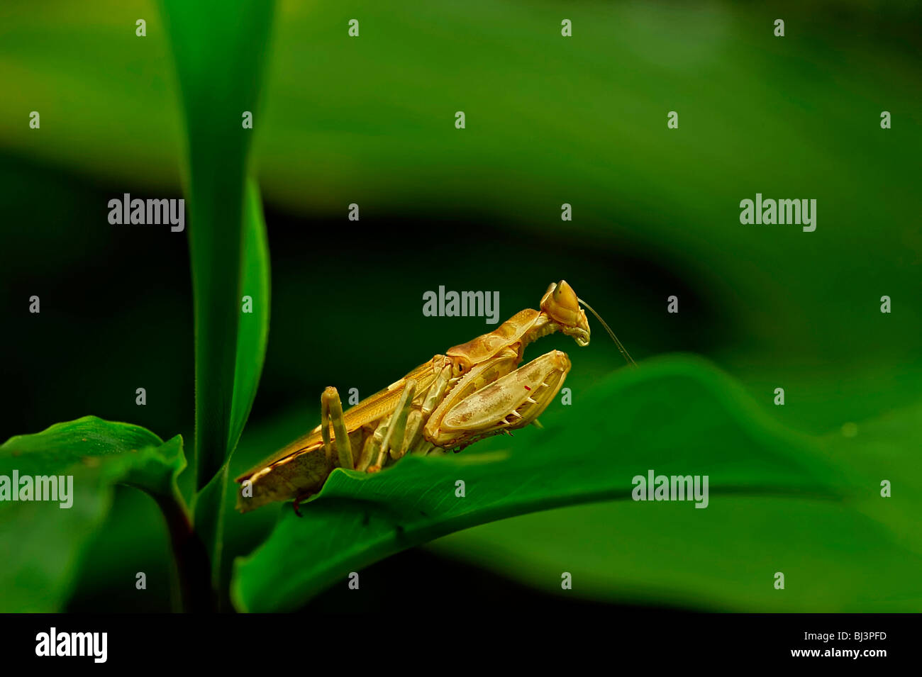 Insects of the jungle of Laos Stock Photo - Alamy