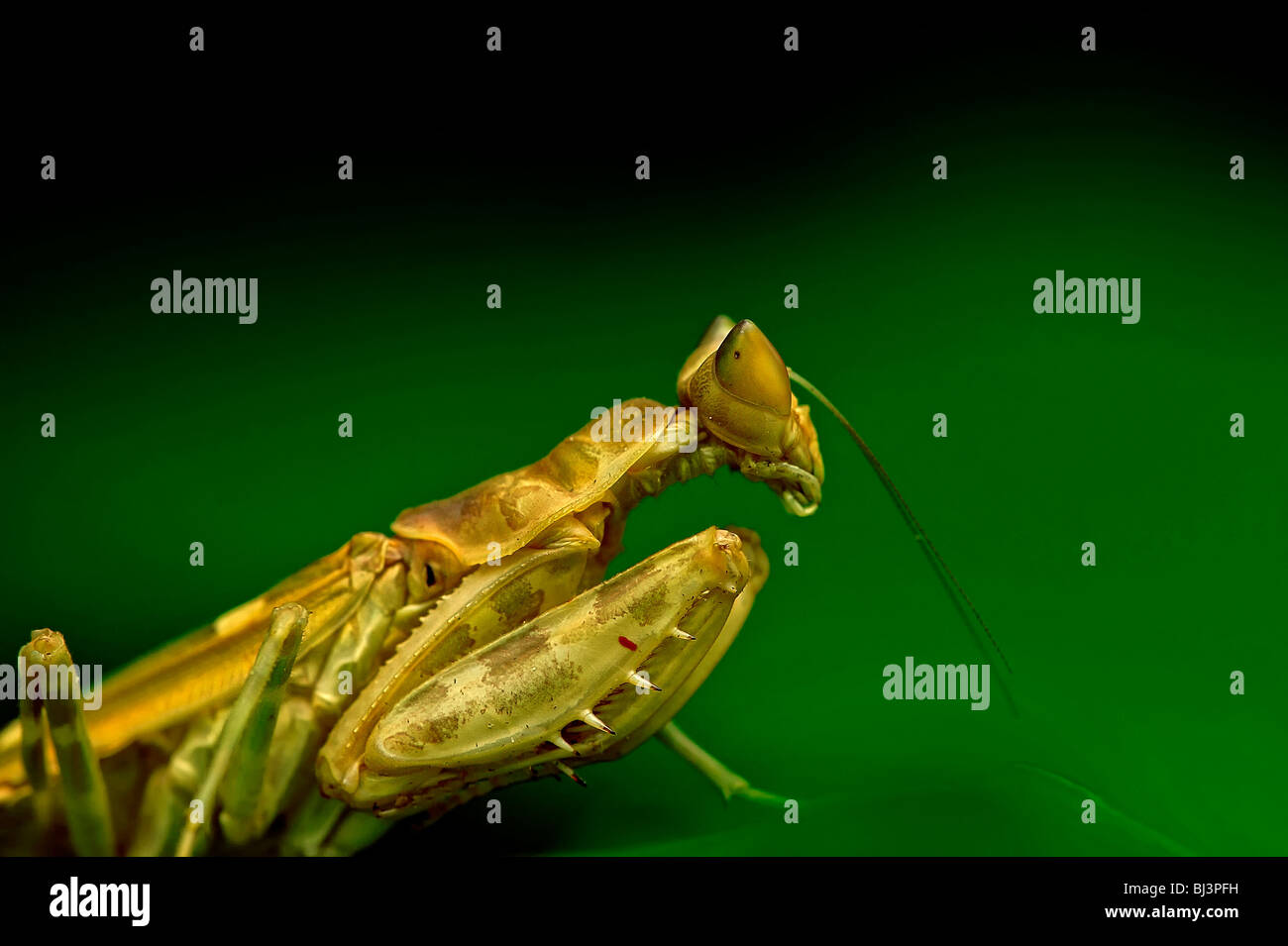 Insects of the jungle of Laos Stock Photo - Alamy