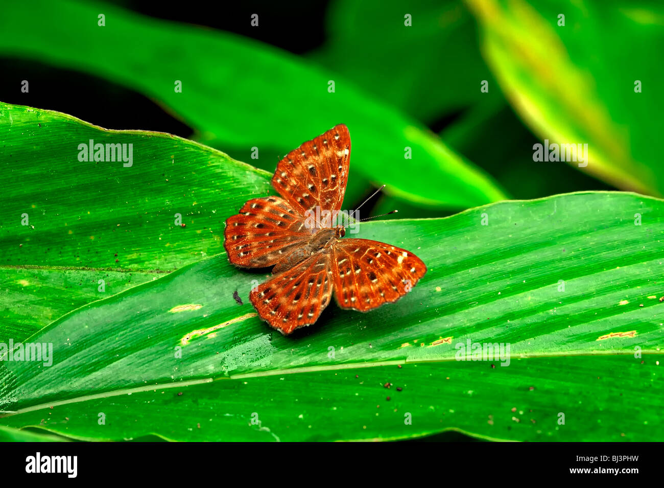 Insects of the jungle of Laos Stock Photo - Alamy