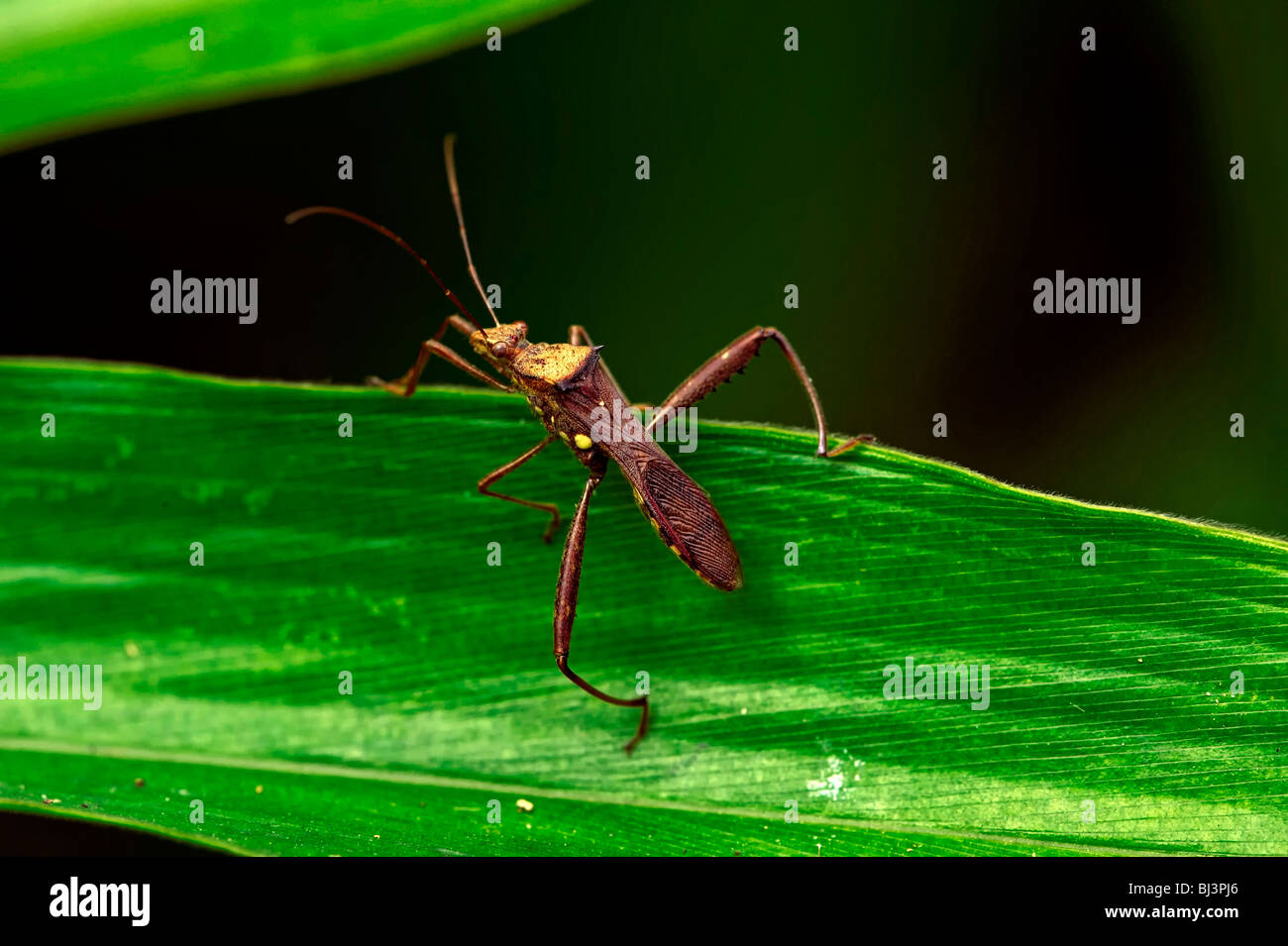 Insects of the jungle of Laos Stock Photo - Alamy