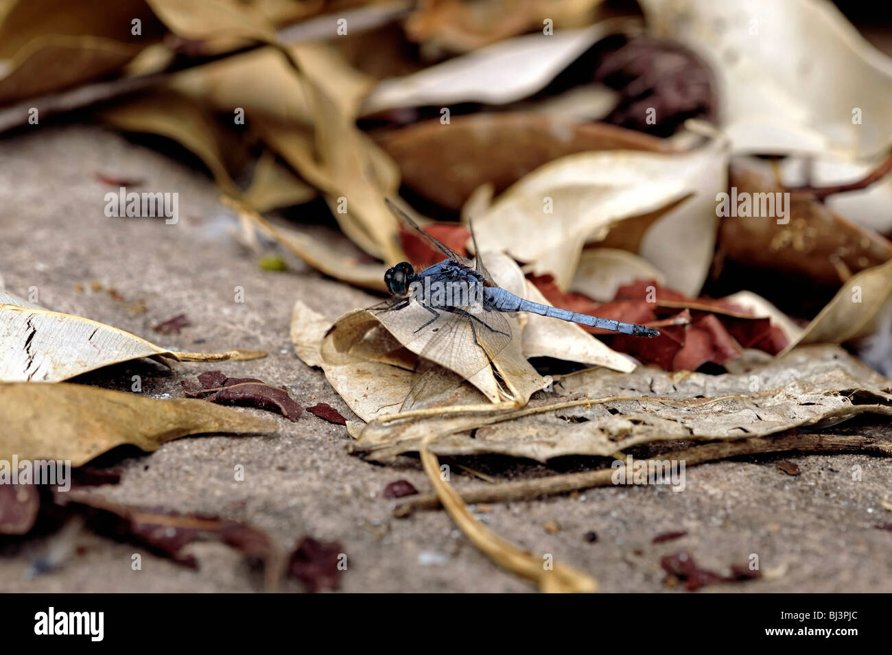 Insects of the jungle of Laos Stock Photo - Alamy
