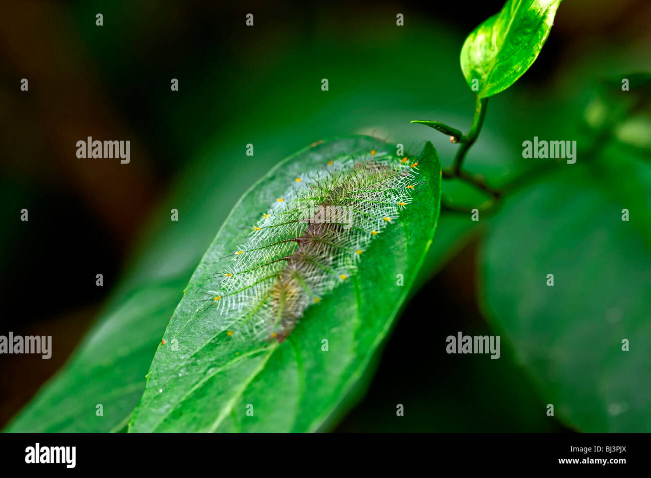 Insects of the jungle of Laos Stock Photo - Alamy