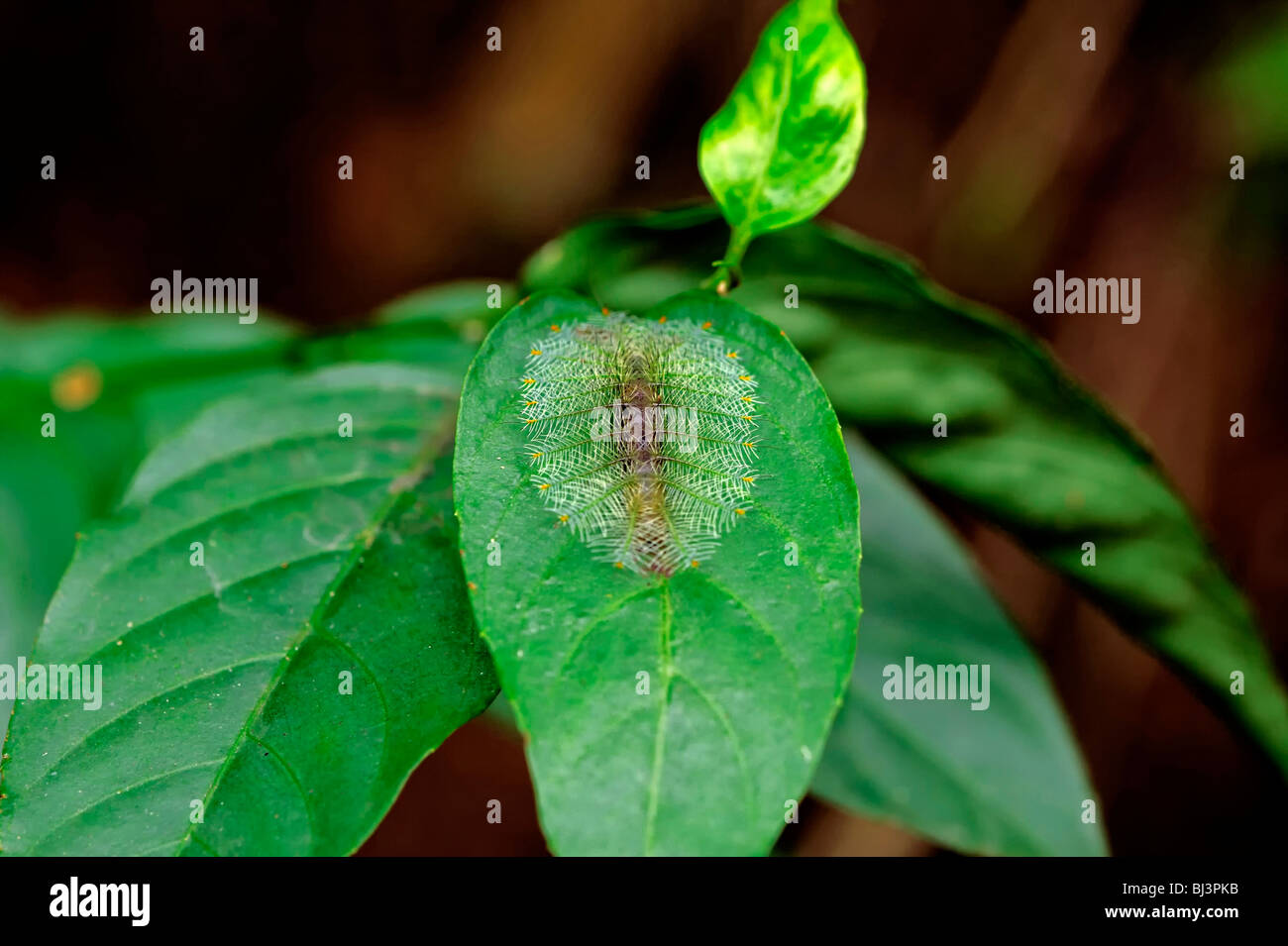 Insects of the jungle of Laos Stock Photo - Alamy