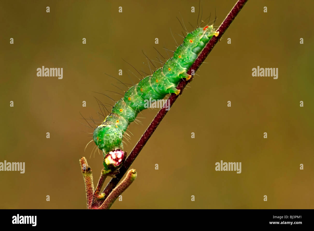 Insects jungles of Laos Stock Photo - Alamy