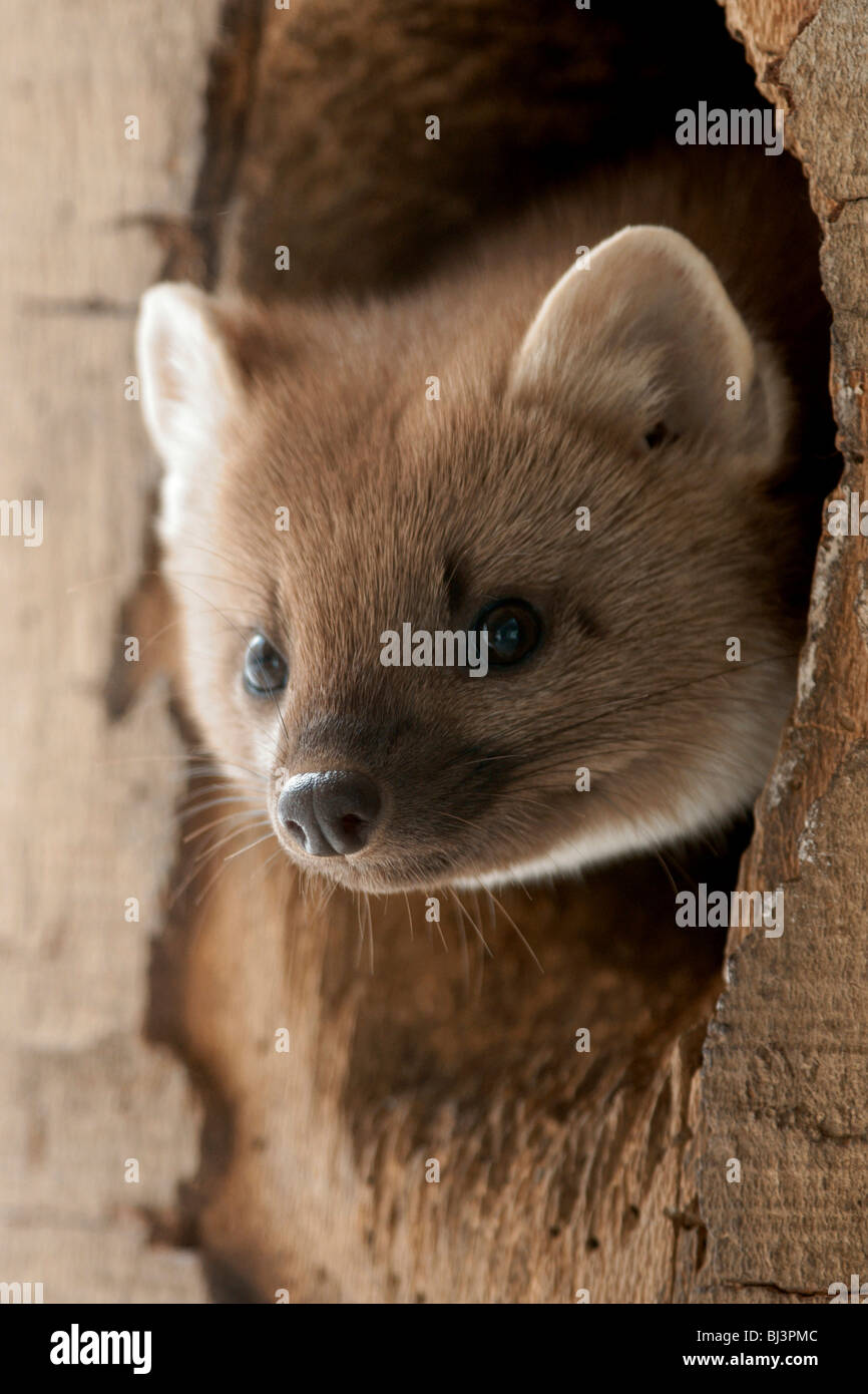 Baum marder hi-res stock photography and images - Alamy