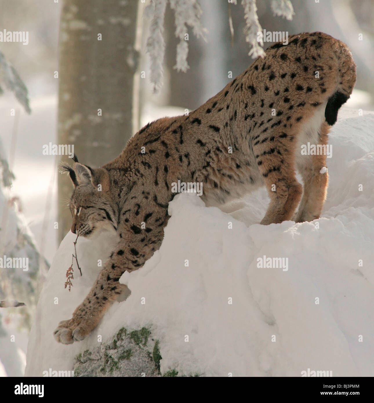 European lynx (Lynx lynx) in the snow Stock Photo - Alamy