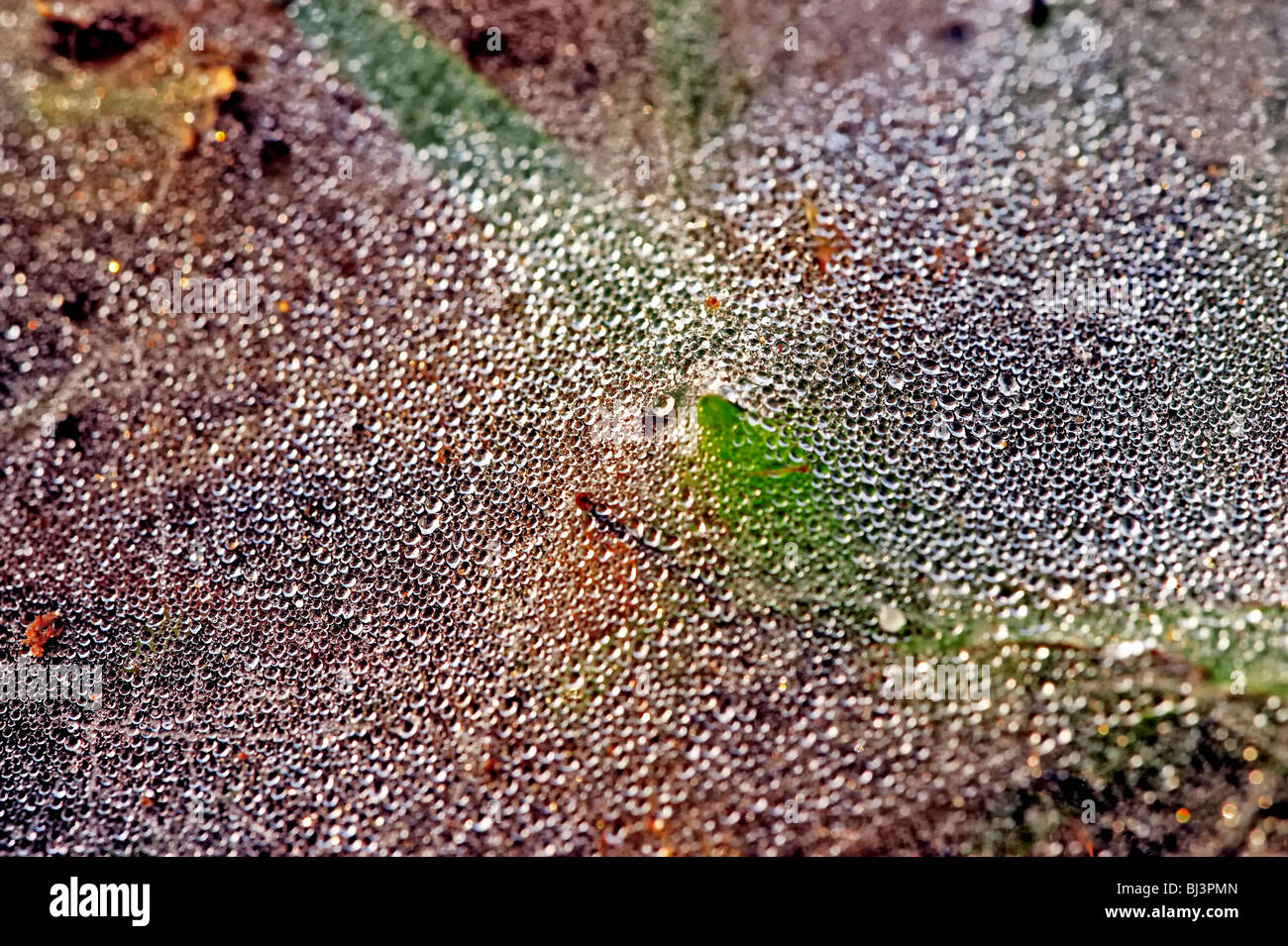 Laos Insects High Resolution Stock Photography and Images - Alamy