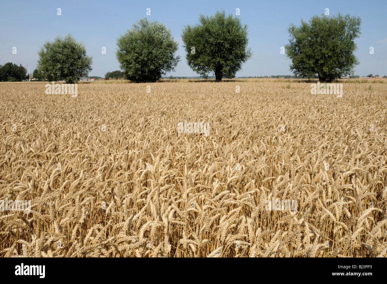Back sowing hi-res stock photography and images - Alamy