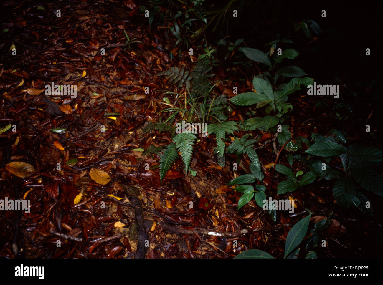 Rainforest Floor Trinidad Stock Photo - Alamy