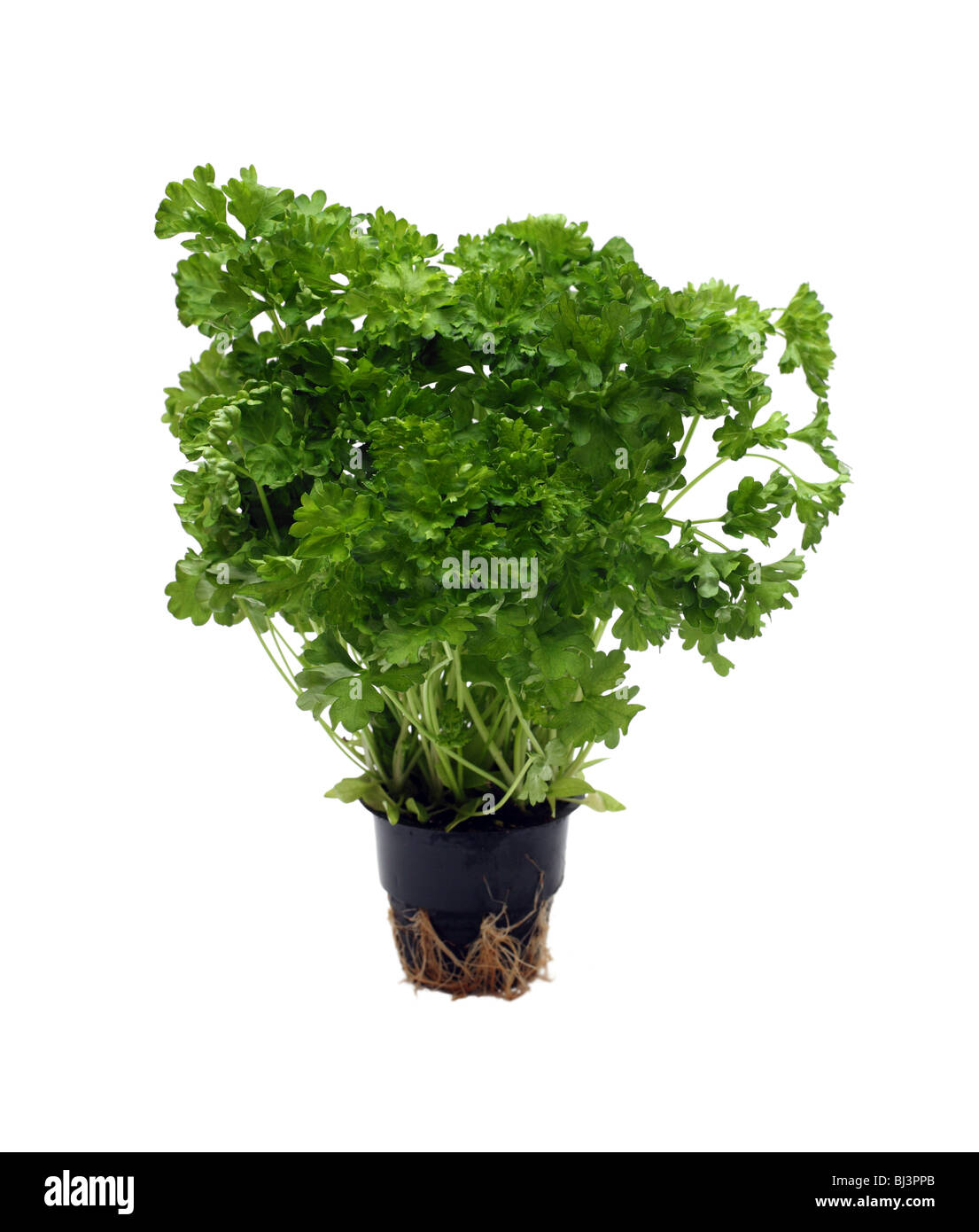 Potted parsley plant on hi-res stock photography and images - Alamy