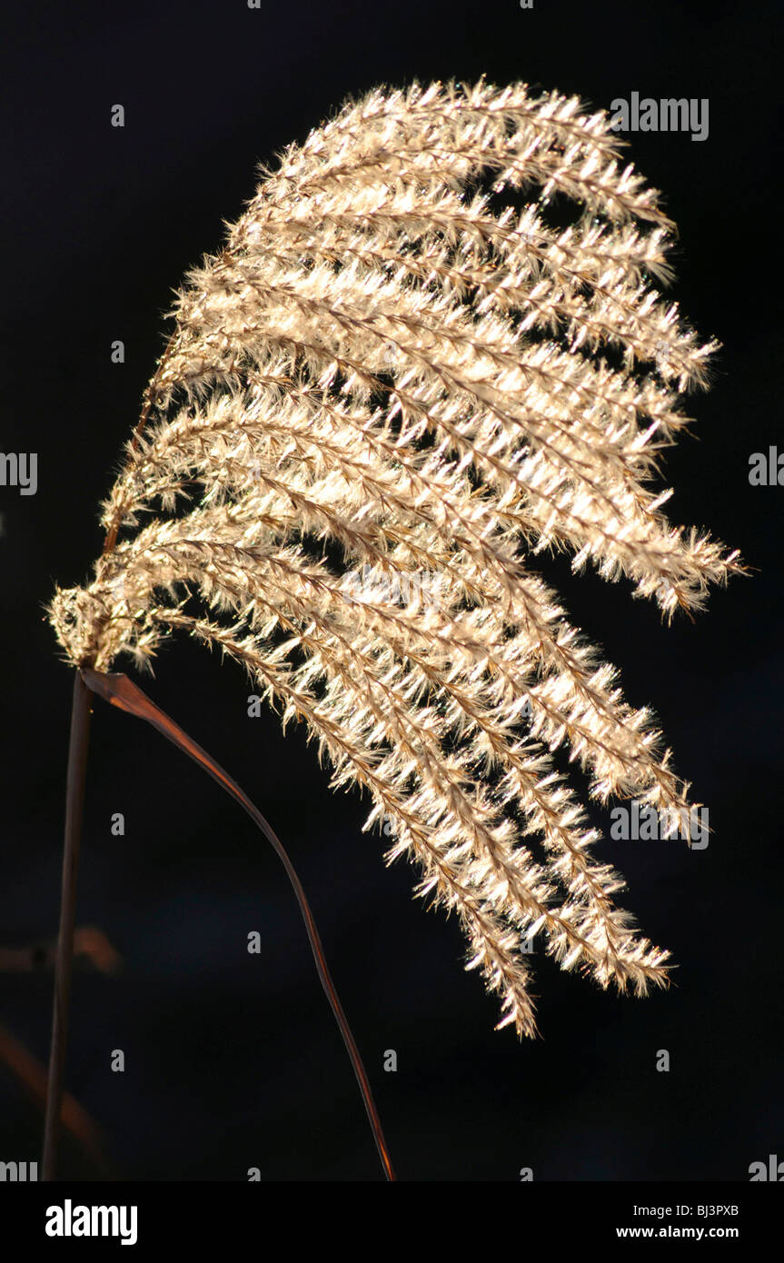 Silver grass hi-res stock photography and images - Alamy