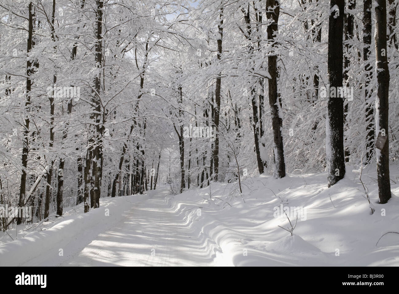 Snowy forest in winter, Canada Stock Photo - Alamy