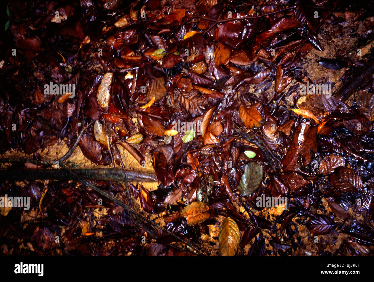 Rainforest Floor Trinidad Stock Photo - Alamy